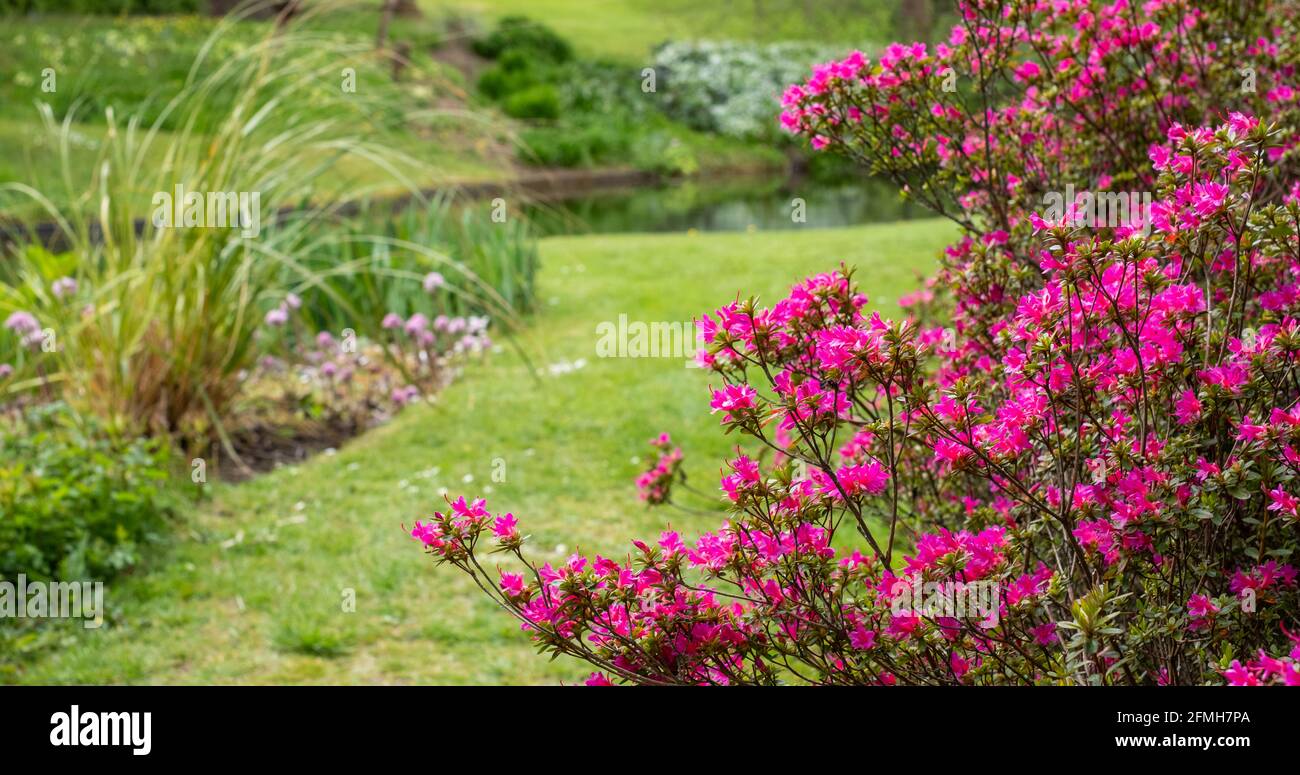Pink azalea in bloom, photographed in a suburban garden in London in ...