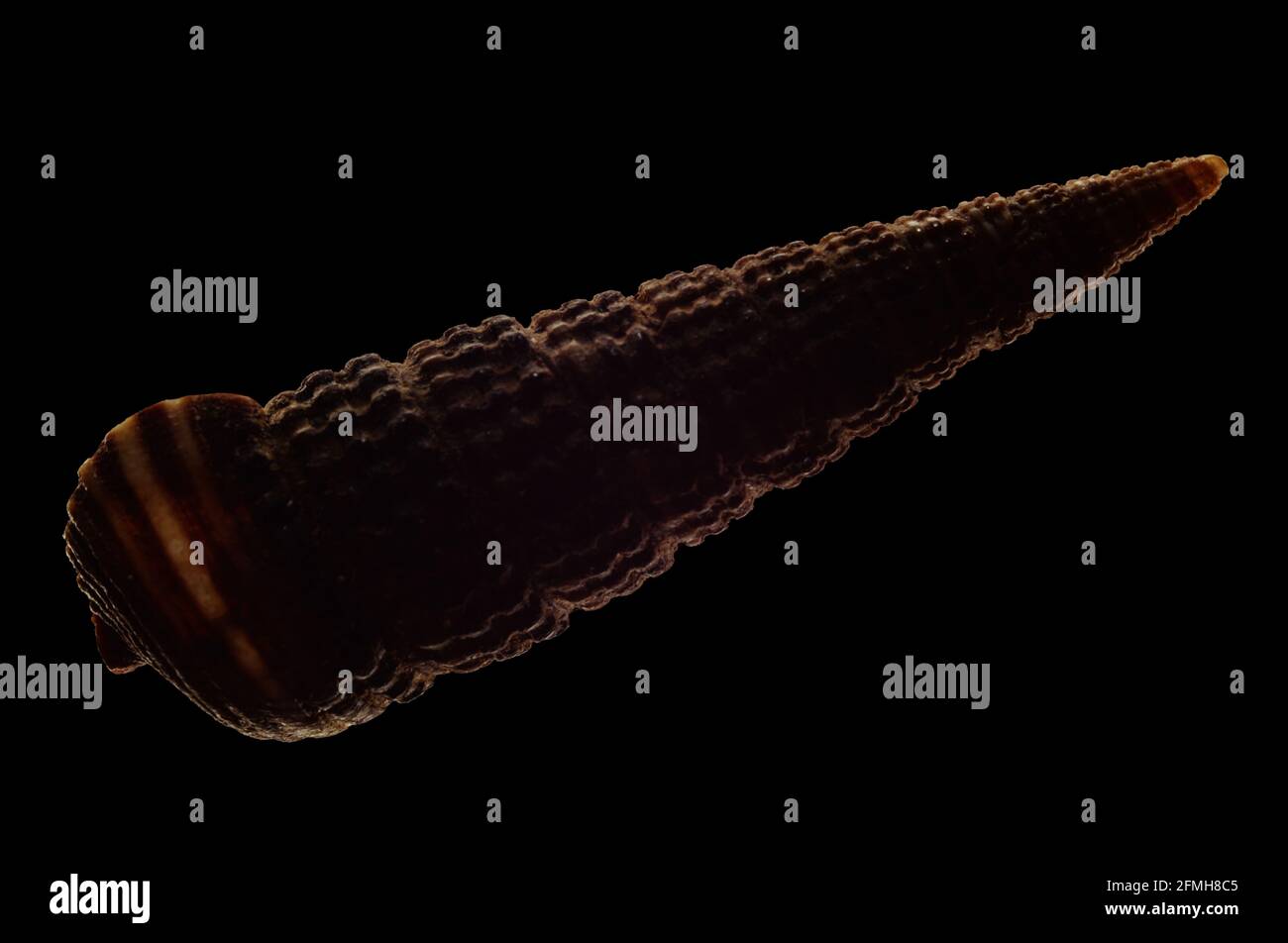 a macro photo of little spiked shell on black background Stock Photo ...