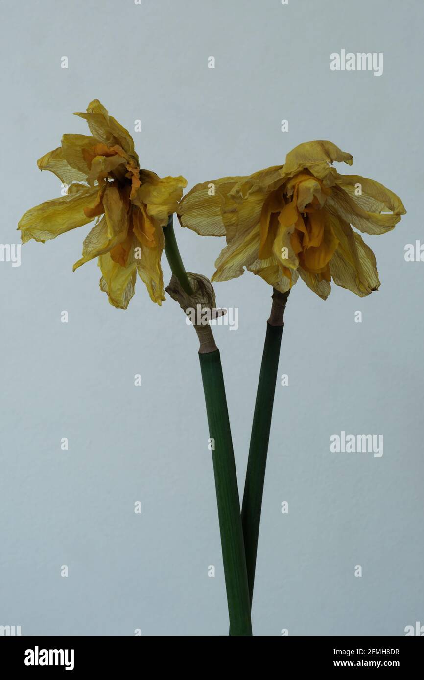 Shrivelled daffodil hi-res stock photography and images - Alamy