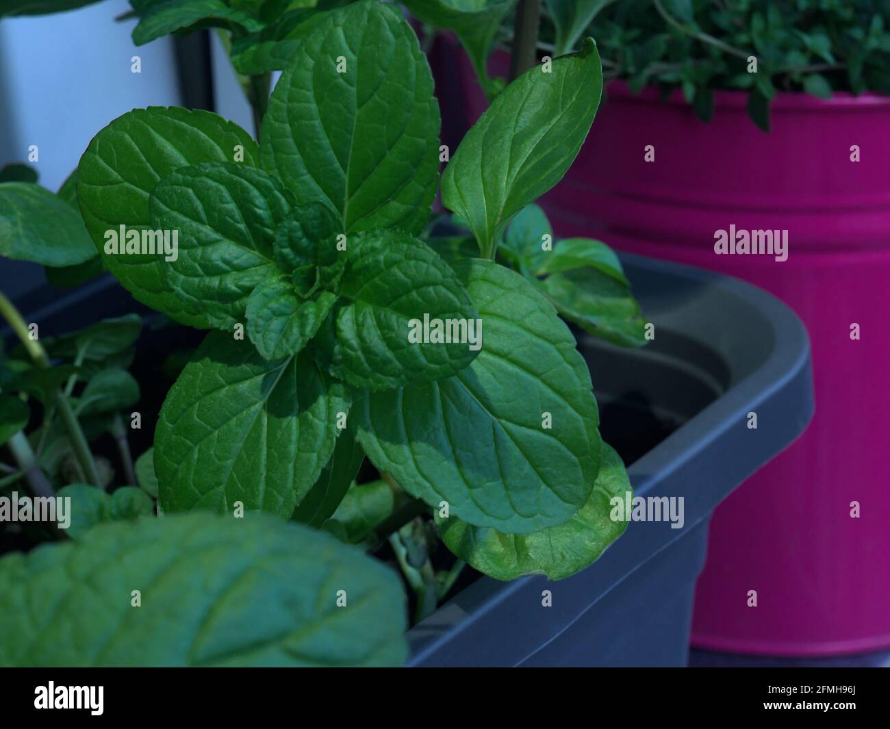 a lemon mint plant in a flowerpot Stock Photo - Alamy