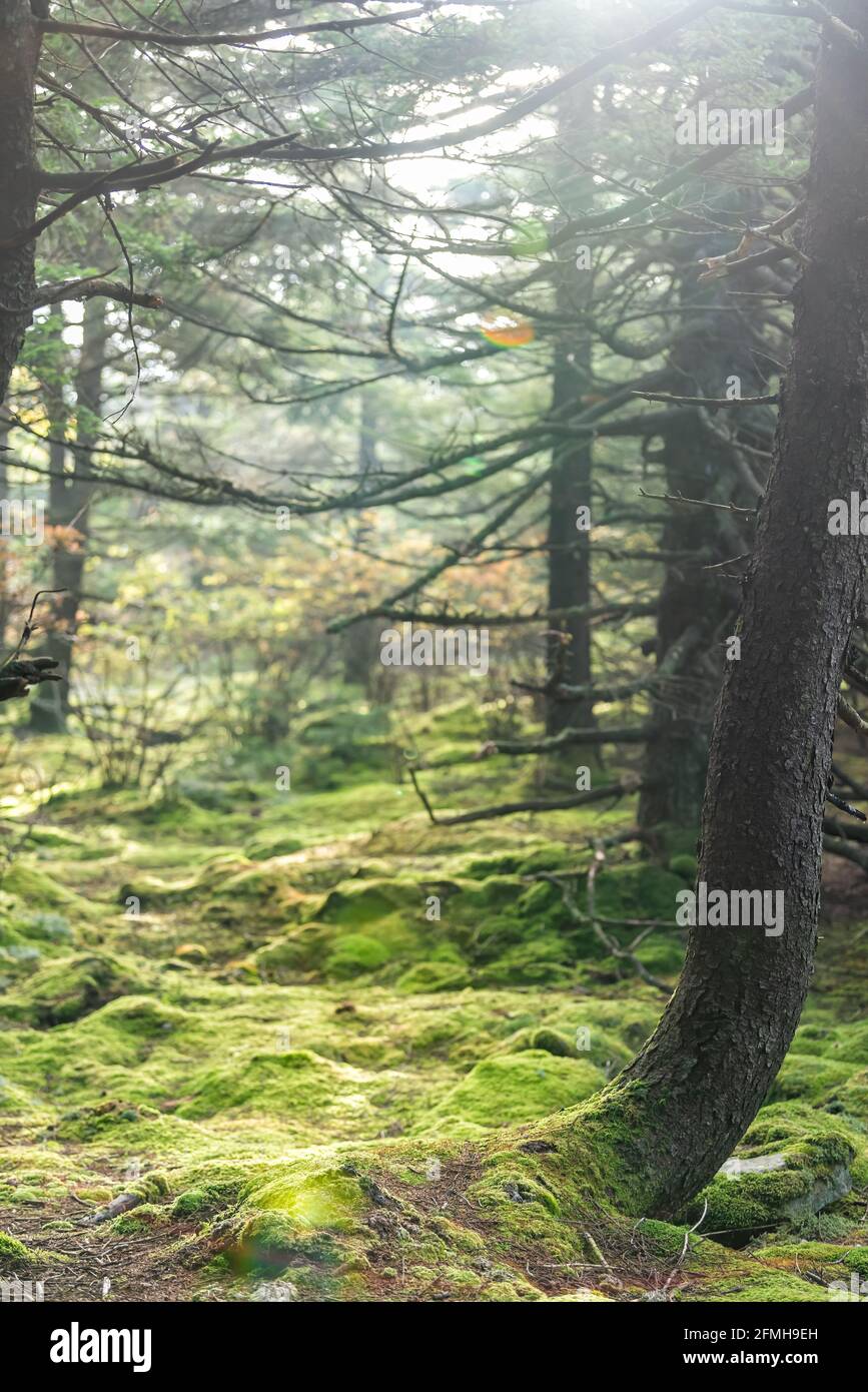Huckleberry Seneca Rocks hiking trail vertical view of moss forest in ...