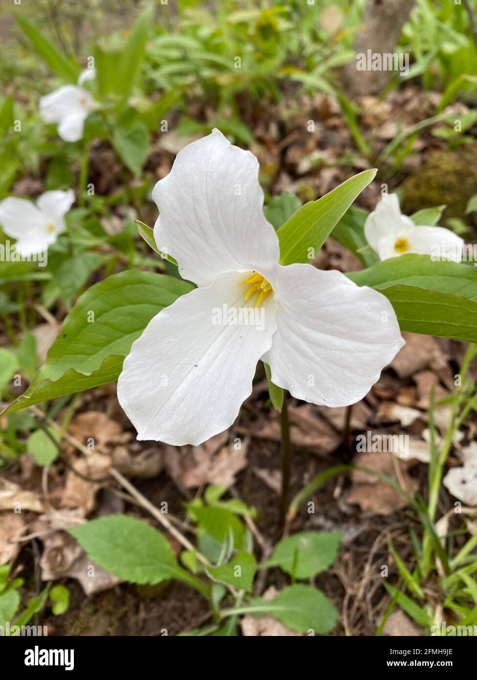White trillium flower Stock Photo - Alamy