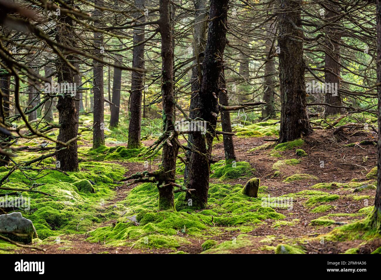 Huckleberry trail with moss forest in Spruce Knob mountain fall autumn ...