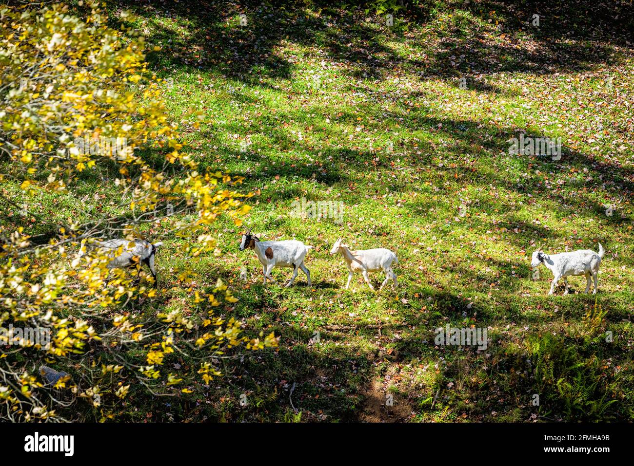 Herd of farm grass-fed goats grazing on green grass pasture in autumn ...