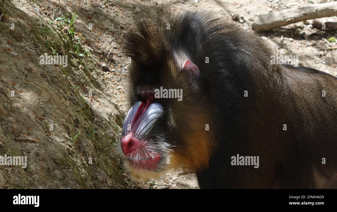 Bewitching hi-res stock photography and images - Alamy