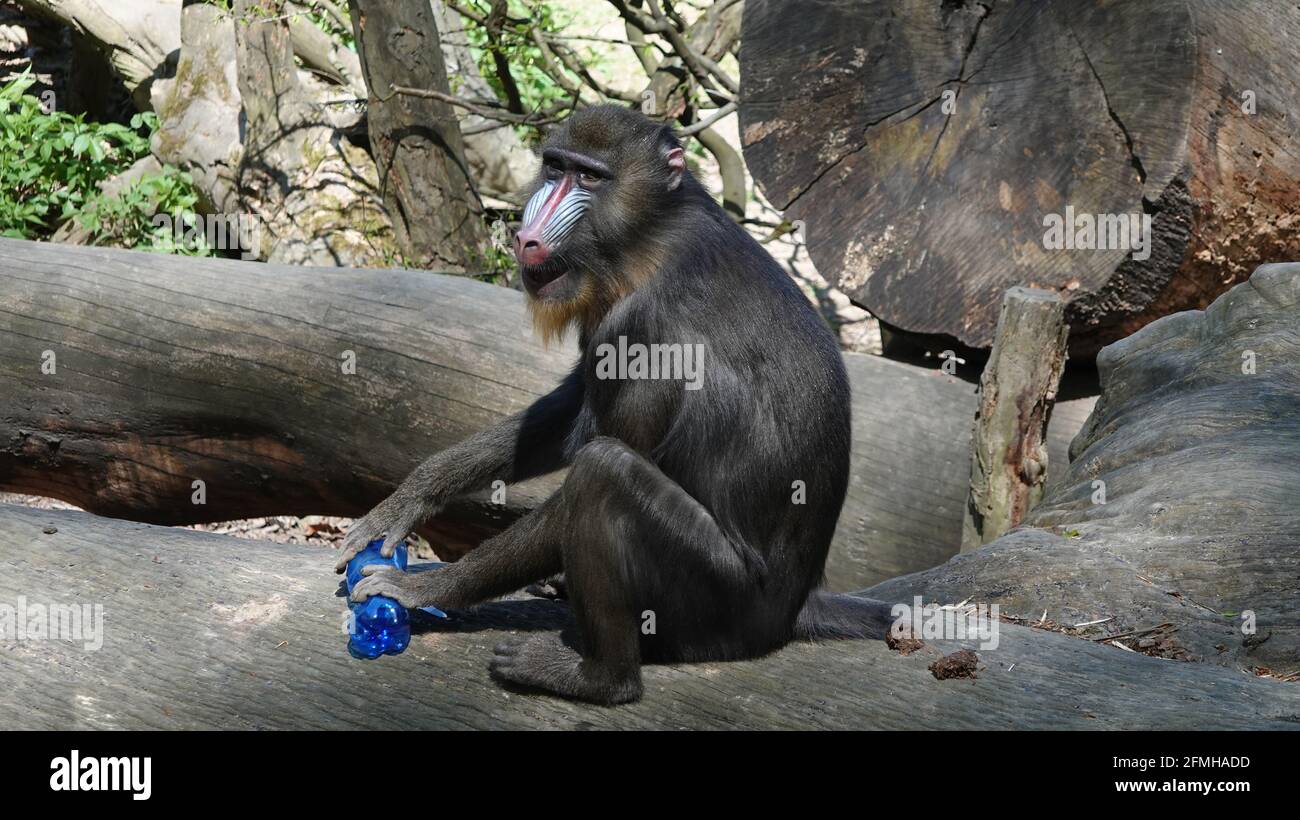 Mandrill laughs sitting on a tree trunk and holding a plastic bottle ...