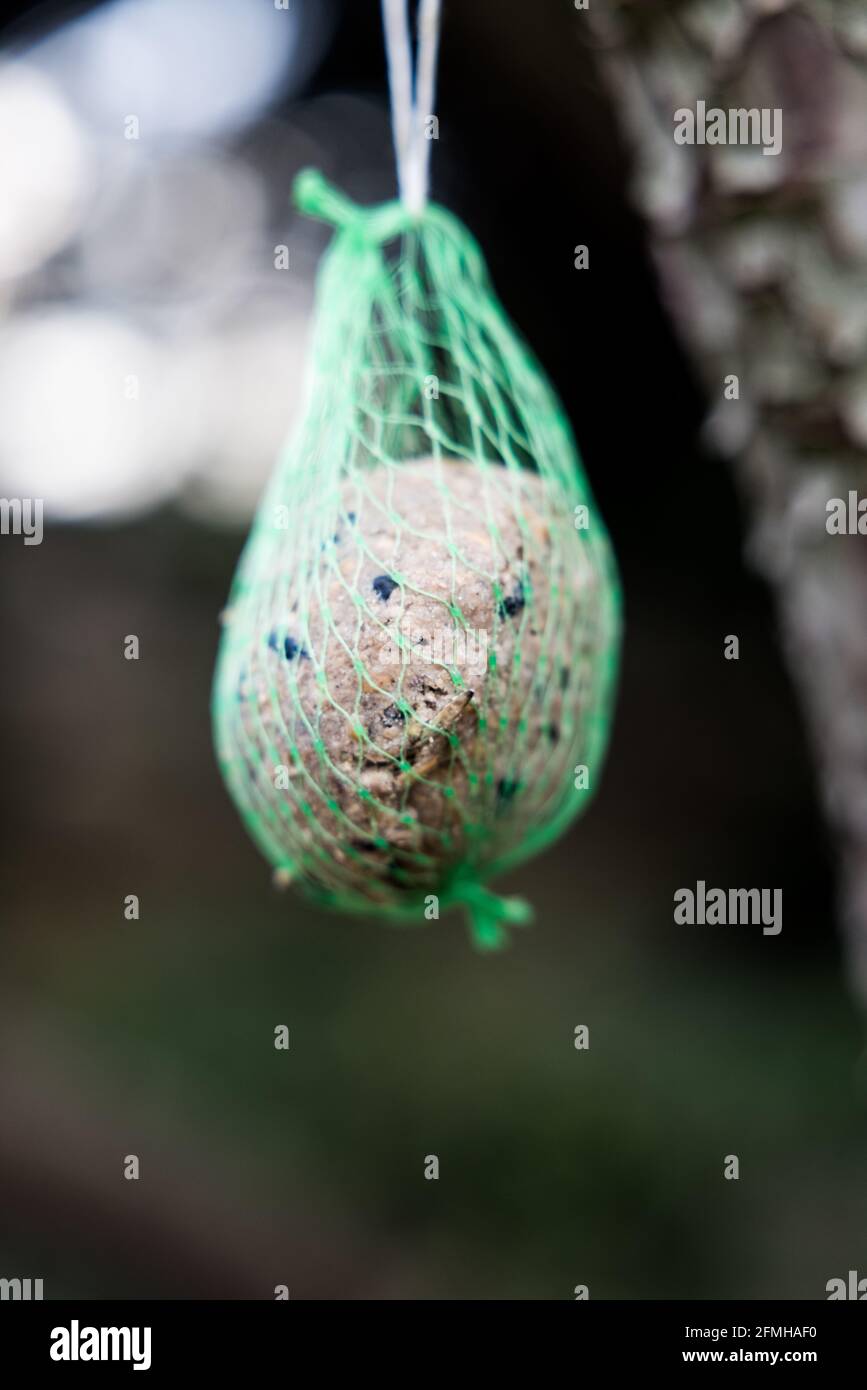 A tallow ball - bird feeding station hanging on a tree Stock Photo - Alamy