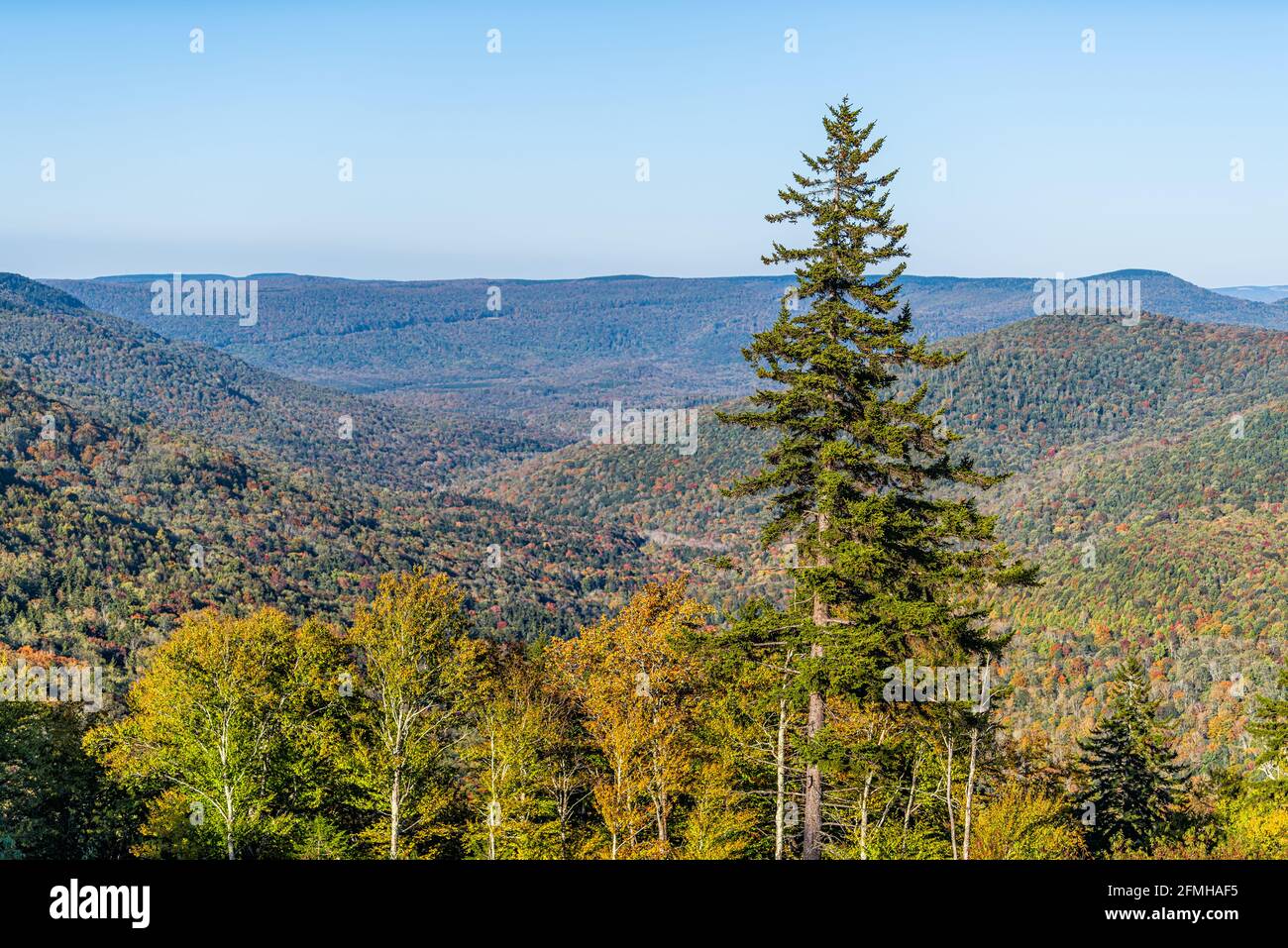 Virginia Pine Tree High Resolution Stock Photography and Images - Alamy