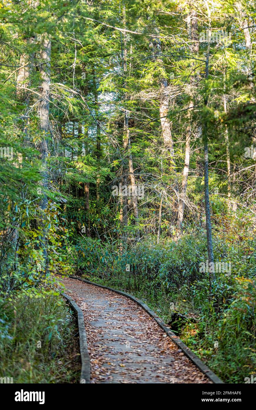 Empty jungle forest path along wooden boardwalk hiking trail in autumn ...