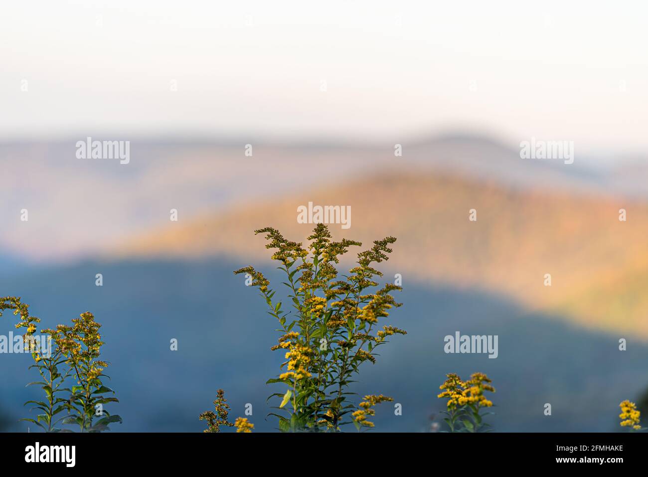 West virginia wildflowers hi-res stock photography and images - Alamy