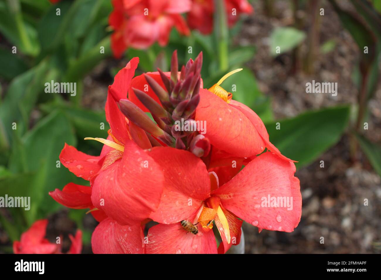 Indian Shot Plant in full array Stock Photo - Alamy