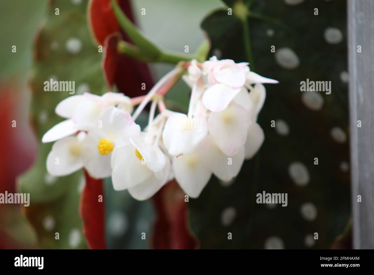 White flowers in a drooping pose Stock Photo - Alamy