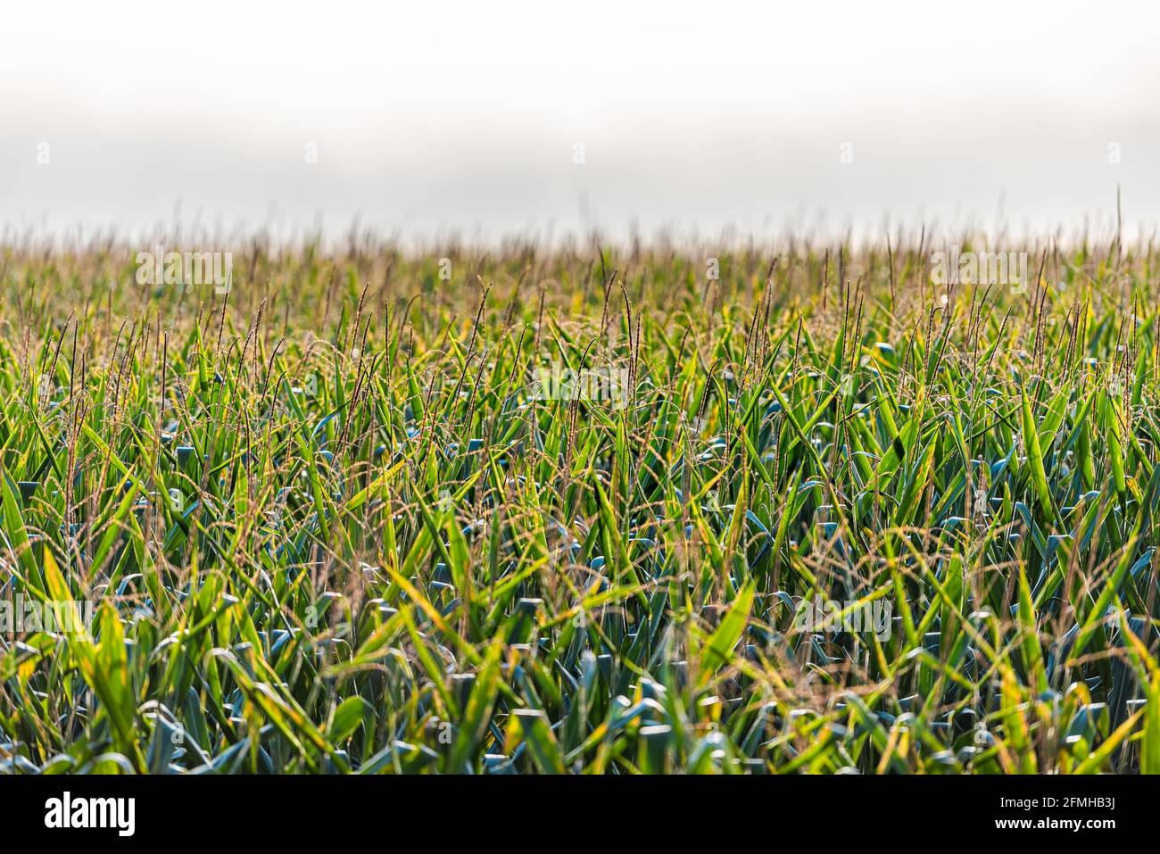 Sunrise morning silhouette landscape view of maize sweet corn farm ...