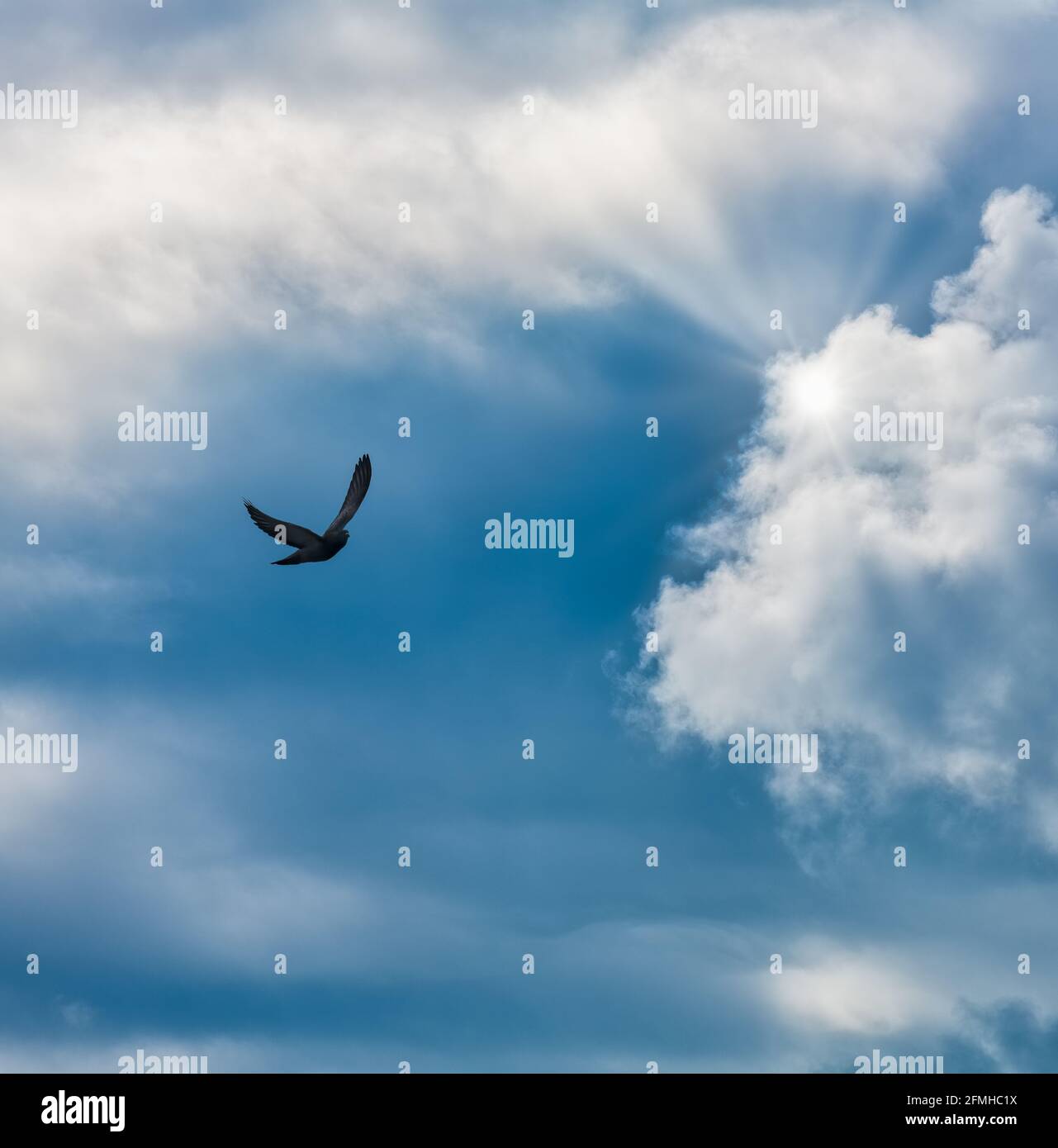 A Single Bird Is Flying Towards The Rays Of Light In A Vertical Image ...