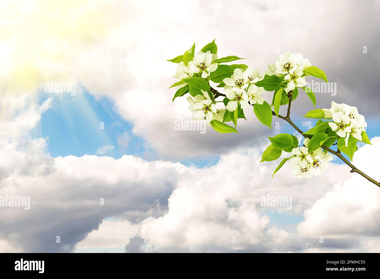 Blossoming apple tree branch with white flowers on blue sky, clouds and ...