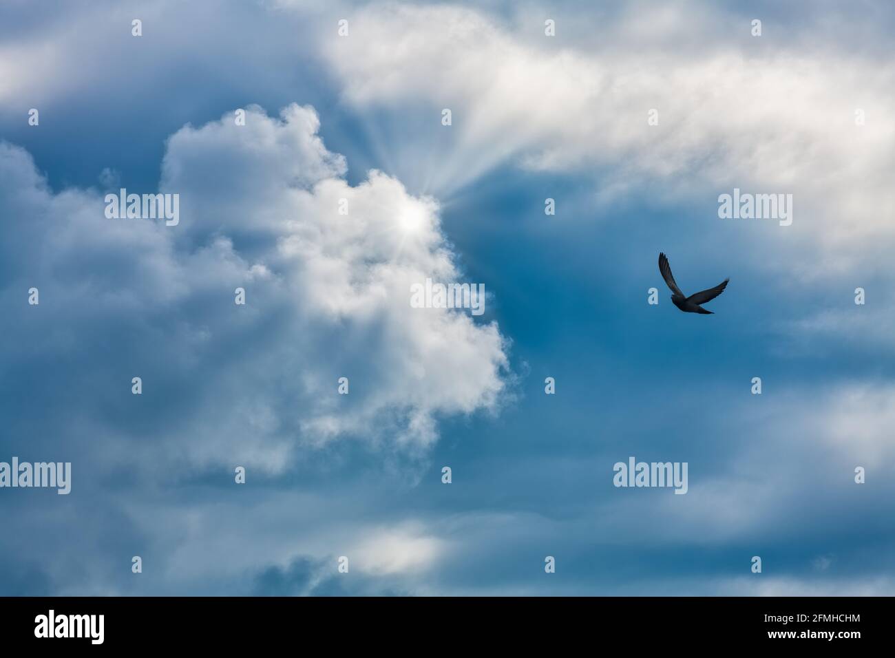 Inspirational Faith Bird Rays Light Stock Photo - Alamy