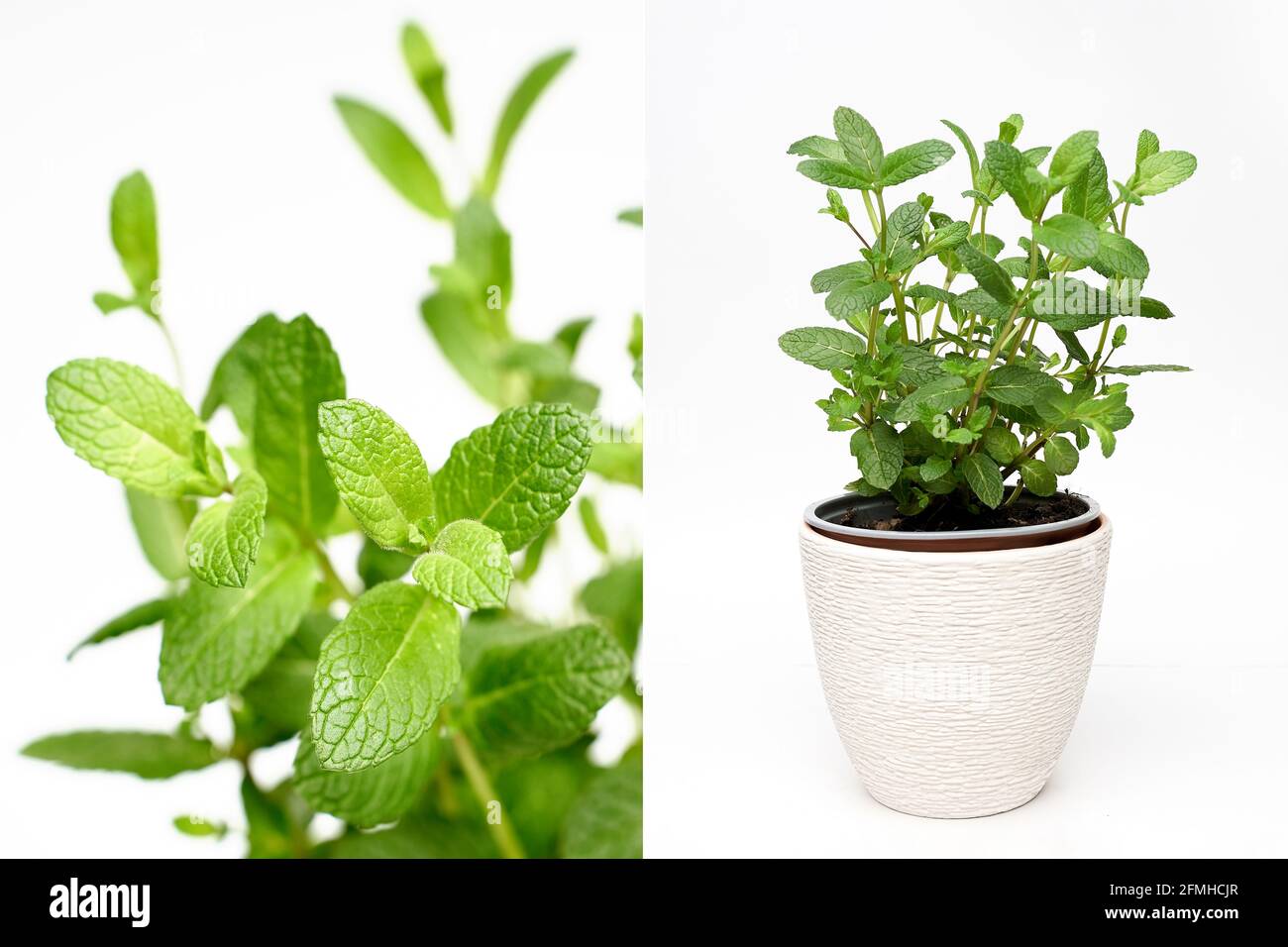 Pepper mint green plant growing on white background isolated collage ...