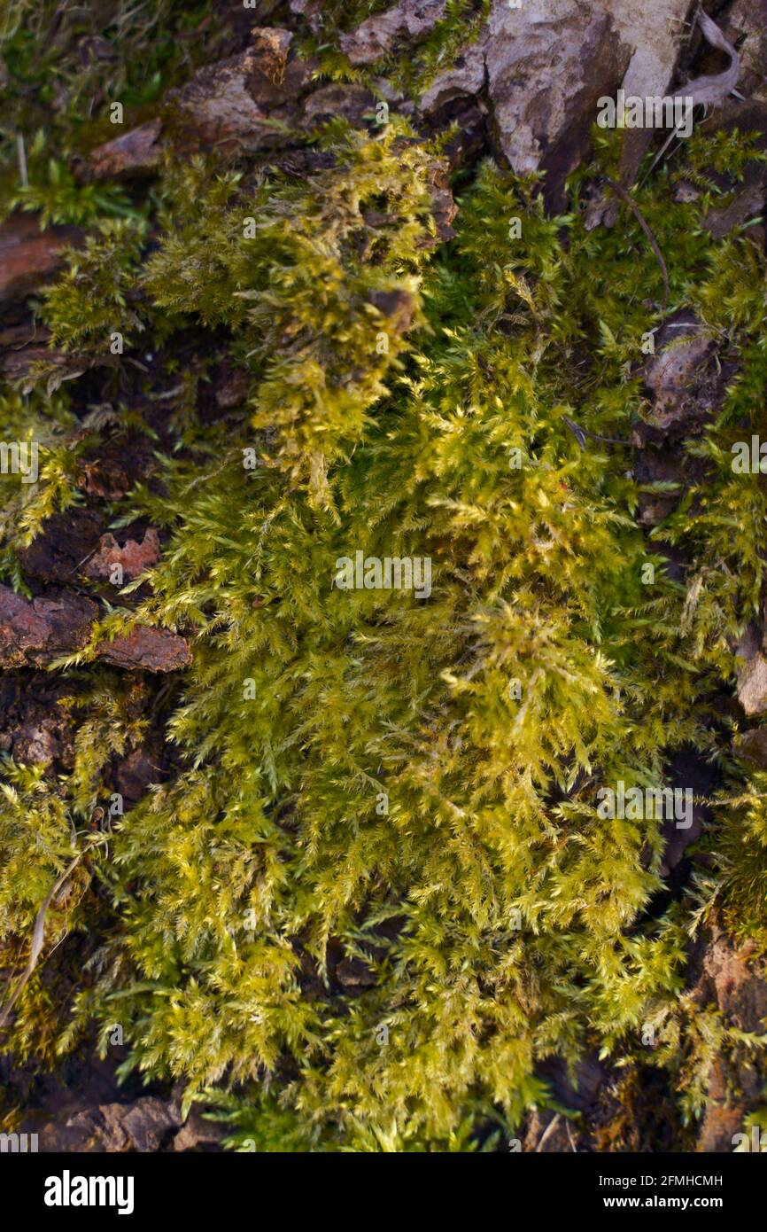 Green and yellow moss sunshine Stock Photo - Alamy