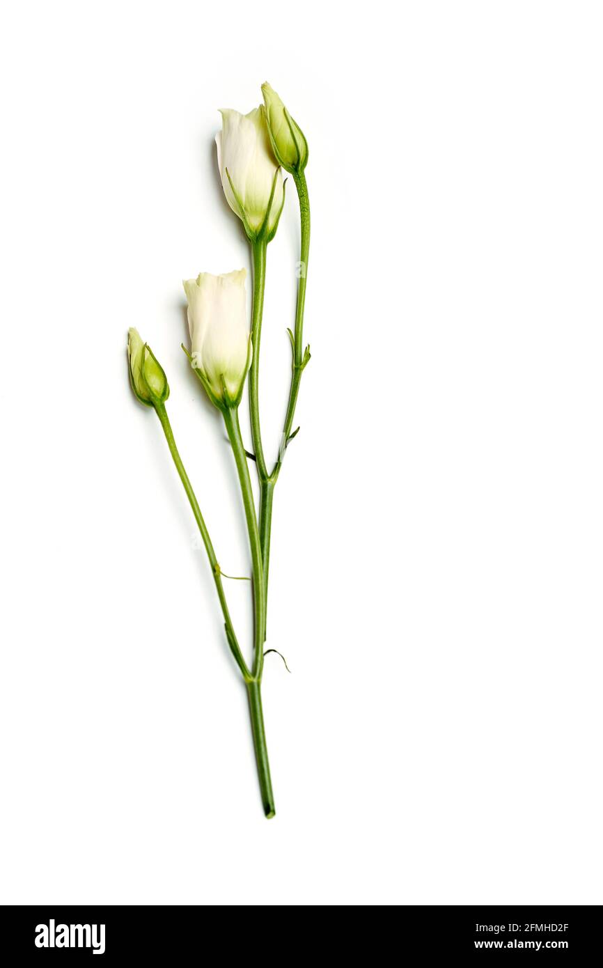 Tender romantic flower composition Cut Out Stock Images & Pictures - Alamy