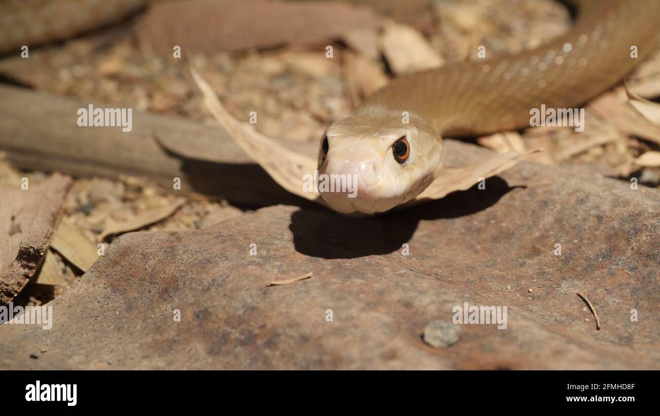 GOSFORD,NSW, AUST- JUL, 22, 2020: close up of a coastal taipan with its ...