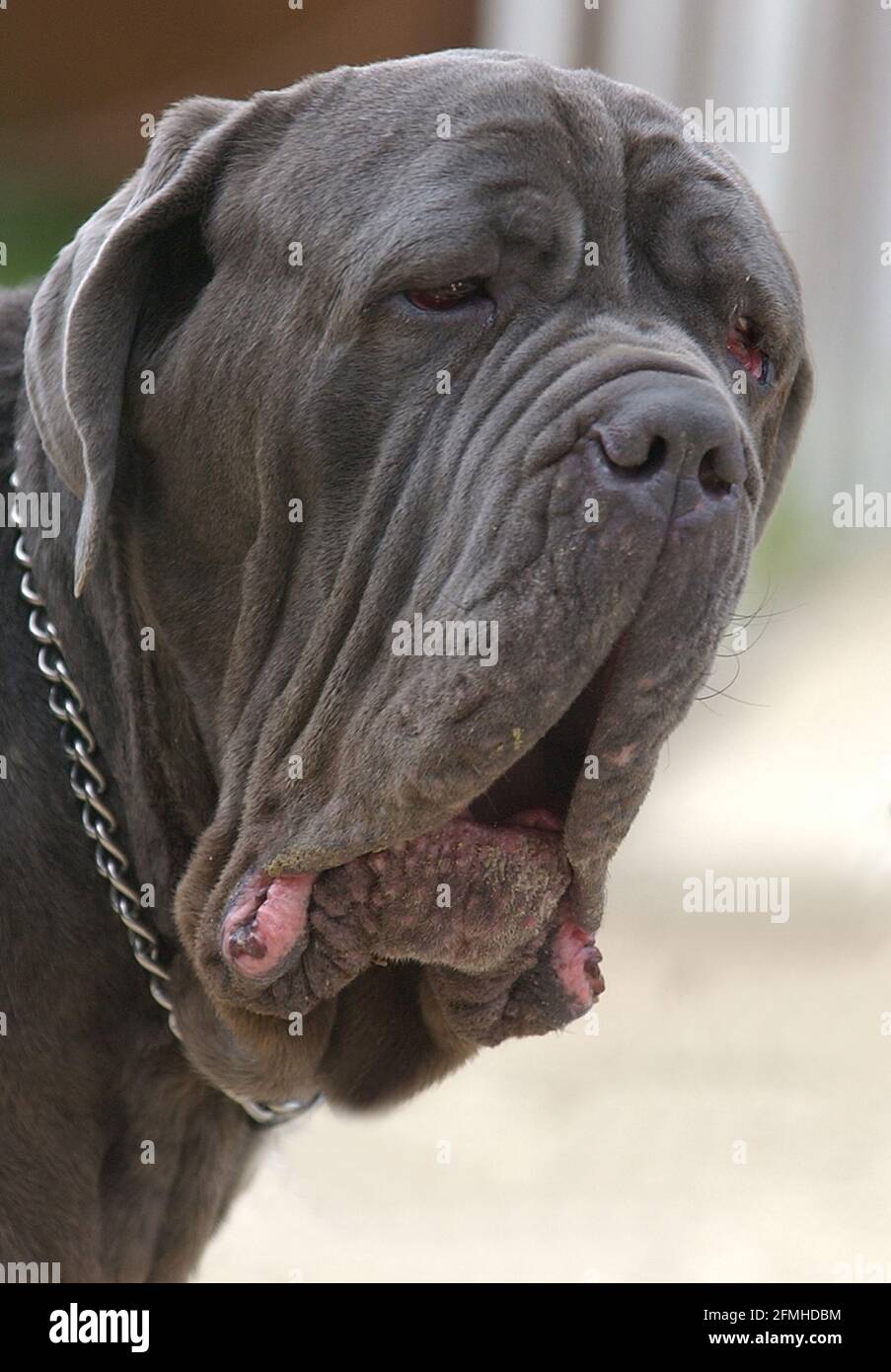 WORLD UGLIEST DOG. 2 YEAR OLD STRAY PIERRE, A NEOPOLITAN MASTIFF WAS ...