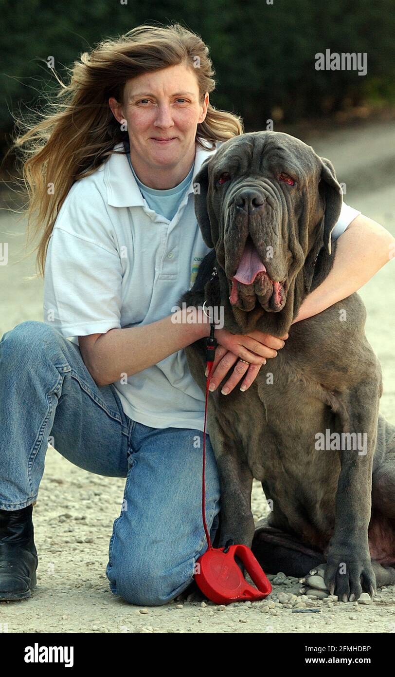 ANNABELLE POTTLE AT THE ARDLEY KENNELS WITH PIERE. WORLD UGLIEST DOG. 2 ...