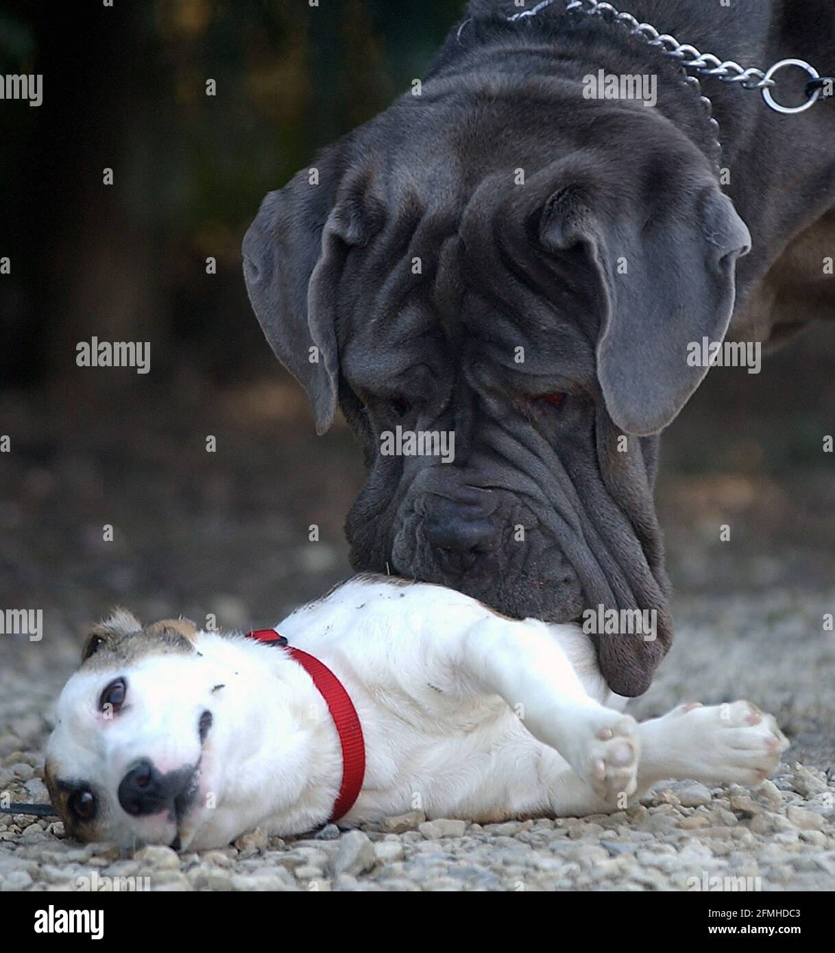 PIERRE WITH HIS JACK RUSSELL PAL GEORGE WORLD UGLIEST DOG. 2 YEAR OLD ...