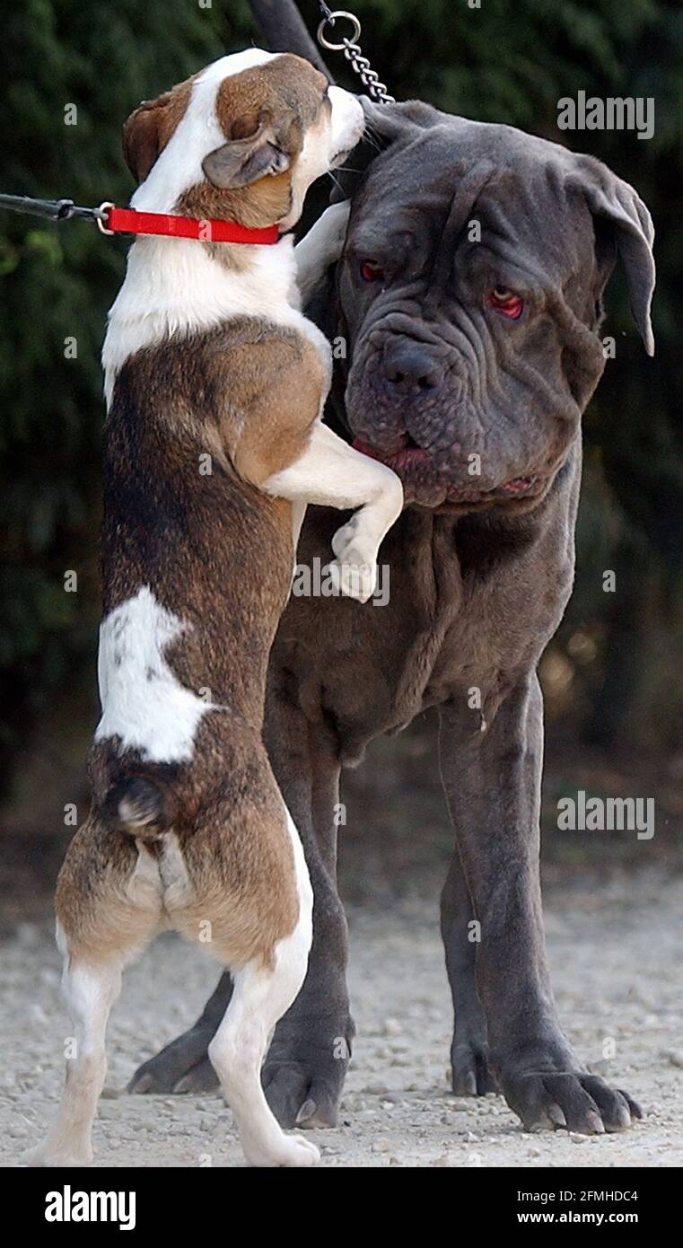 PIERRE WITH HIS JACK RUSSELL PAL GEORGE WORLD UGLIEST DOG. 2 YEAR OLD ...