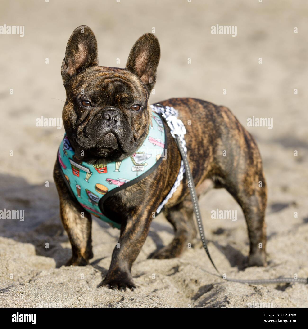 8-Month-Old Brindle Frenchie male puppy standing at a sandy beach in ...