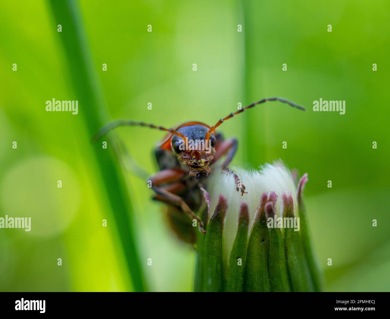 A macro shot of a cantharis rustica on a flower bud Stock Photo - Alamy