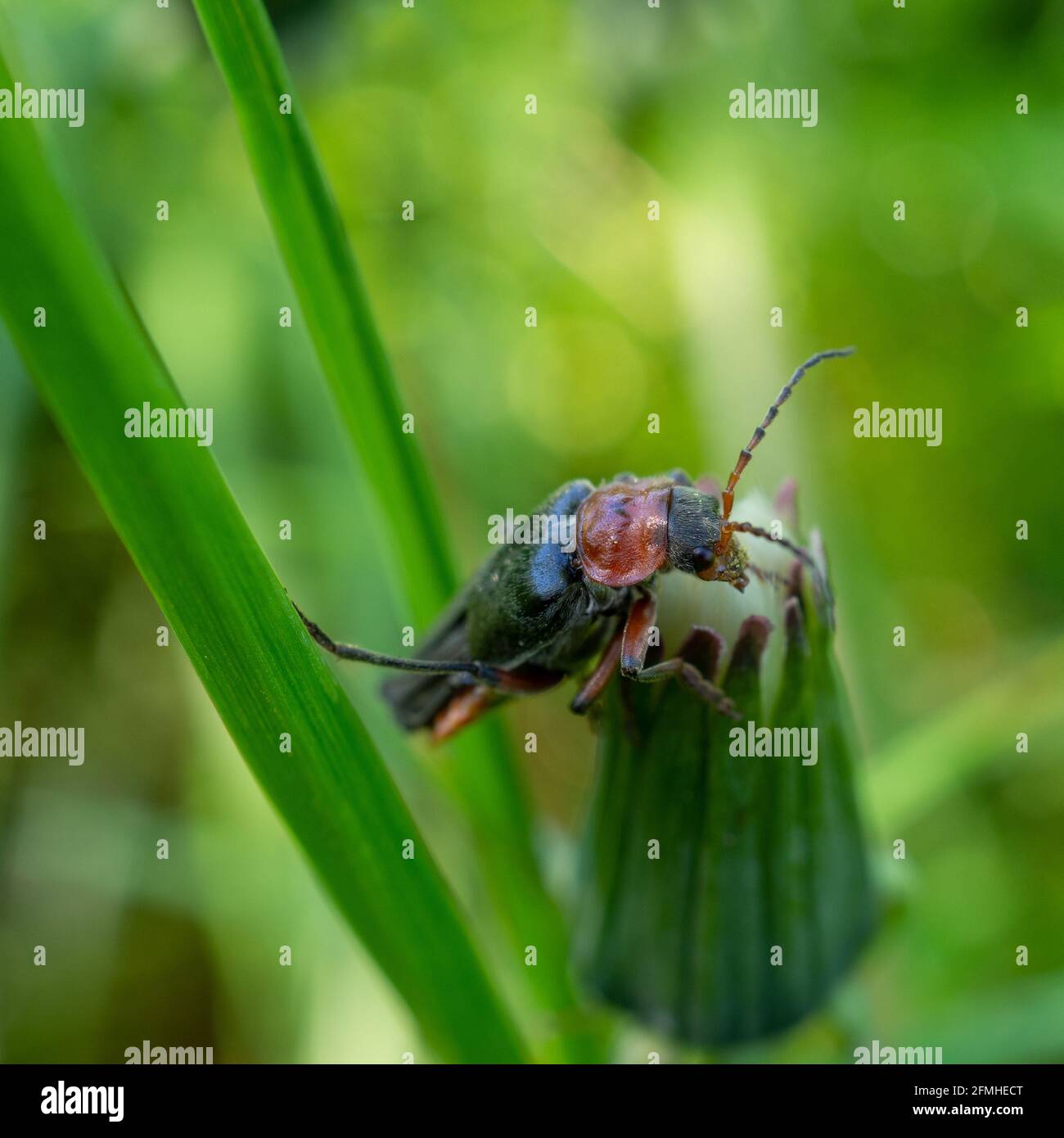 A macro shot of a cantharis rustica on a flower bud Stock Photo - Alamy