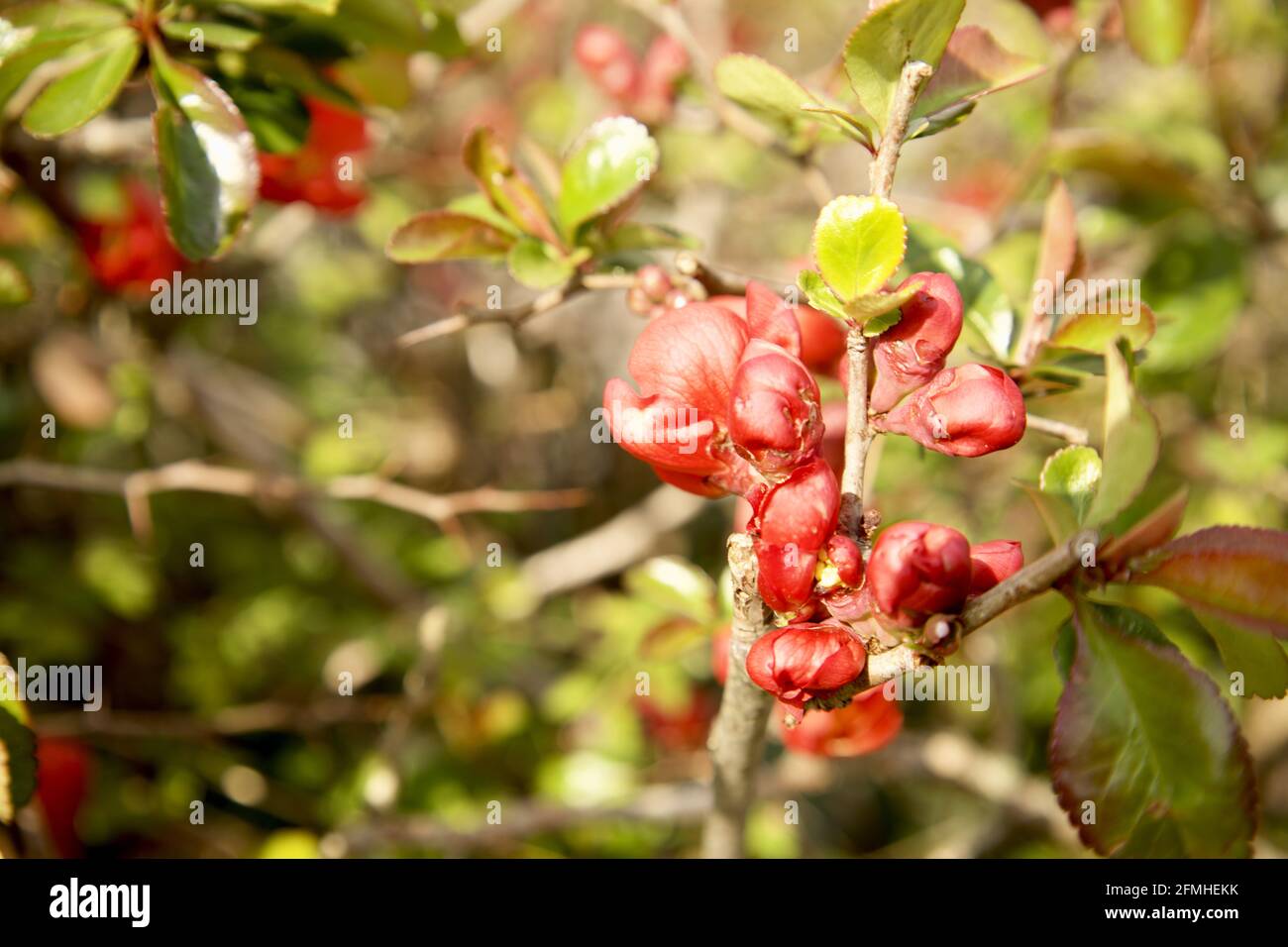 A beautiful shot of red blossom flowers on the tree Stock Photo - Alamy