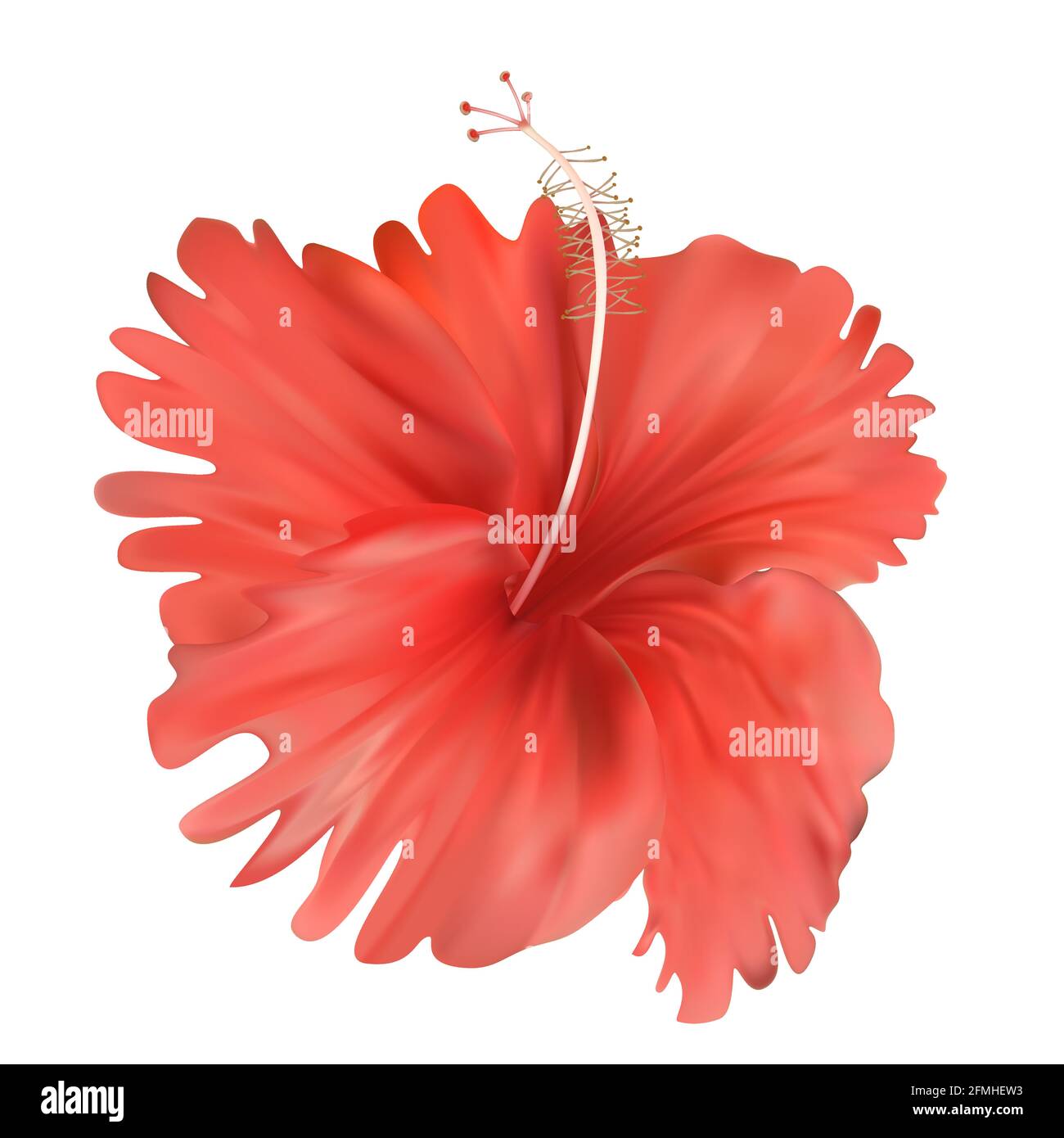 Red hibiscus flower isolated on white background. Vector illustration ...