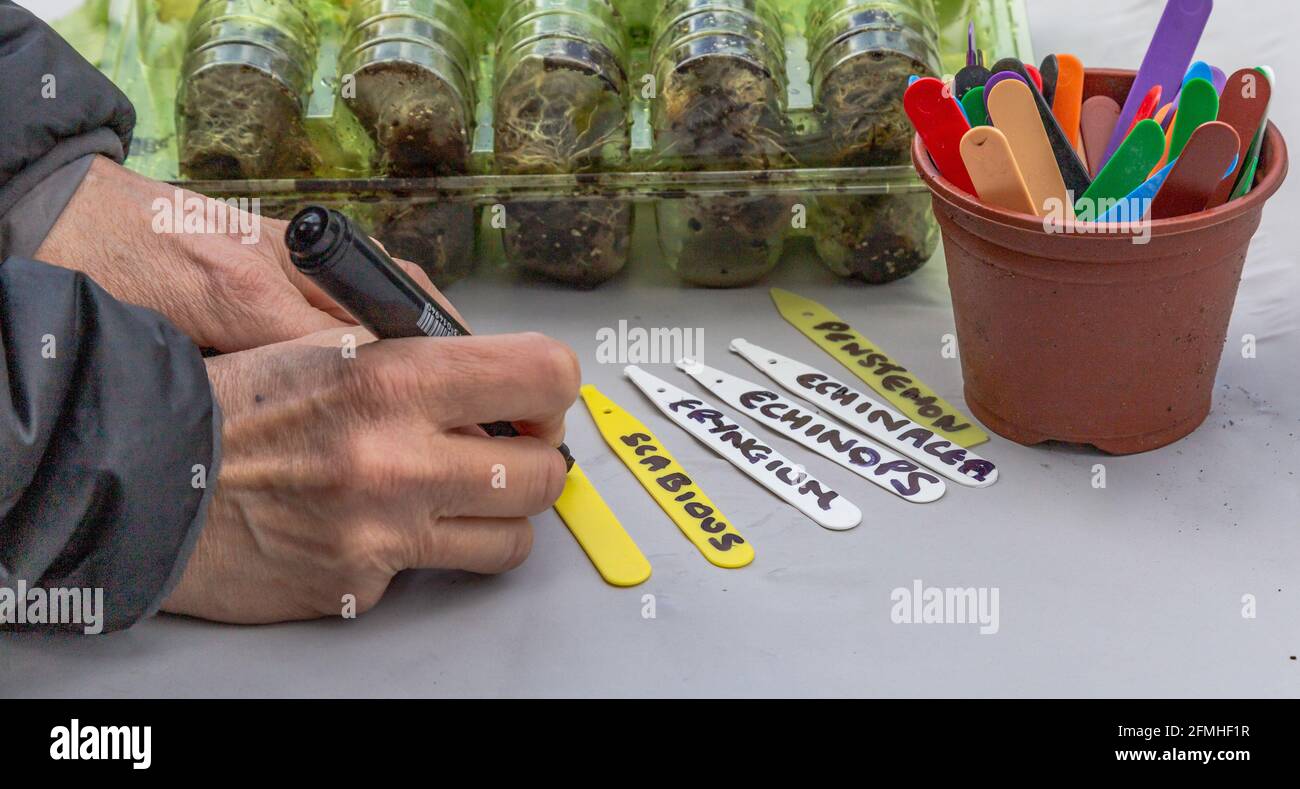 Labelling perennial plug plants that have been sent in the post Stock ...