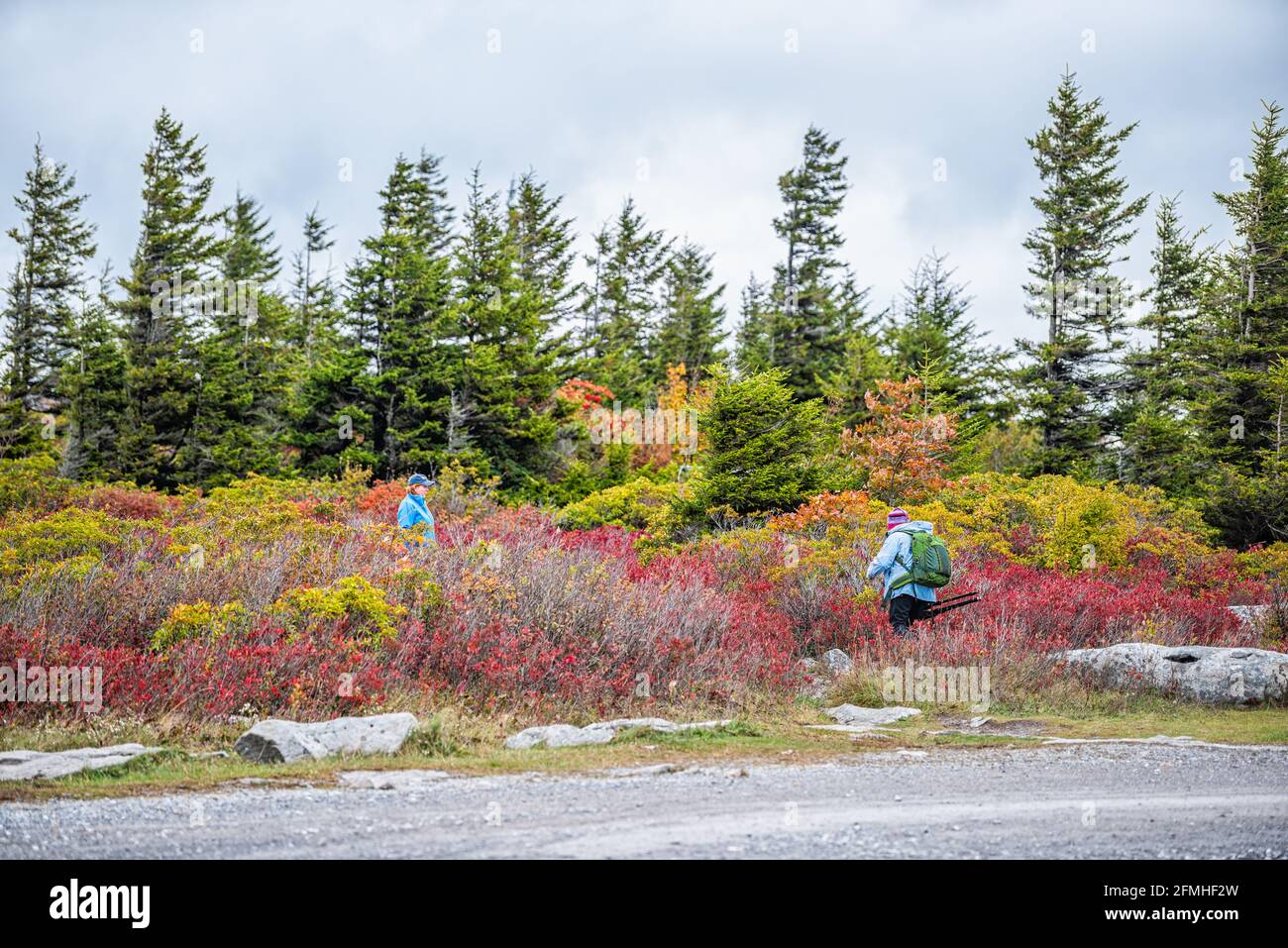 Davis, USA - October 5, 2020: Dolly Sods Bear Rocks trail in West ...