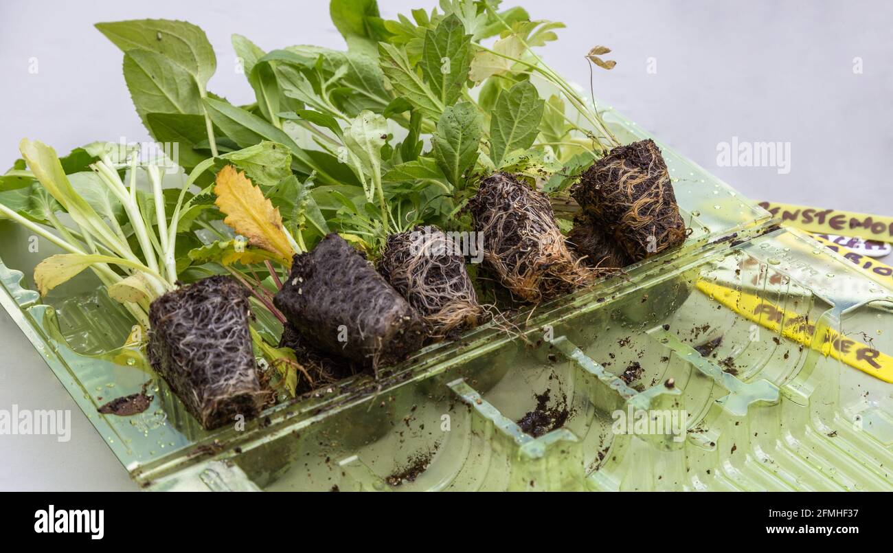 Perennial plug plants packed in a plastic container sent by post Stock ...