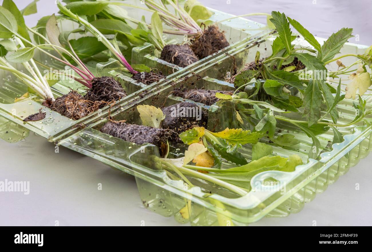 Mixed perennials plug plants hi-res stock photography and images - Alamy