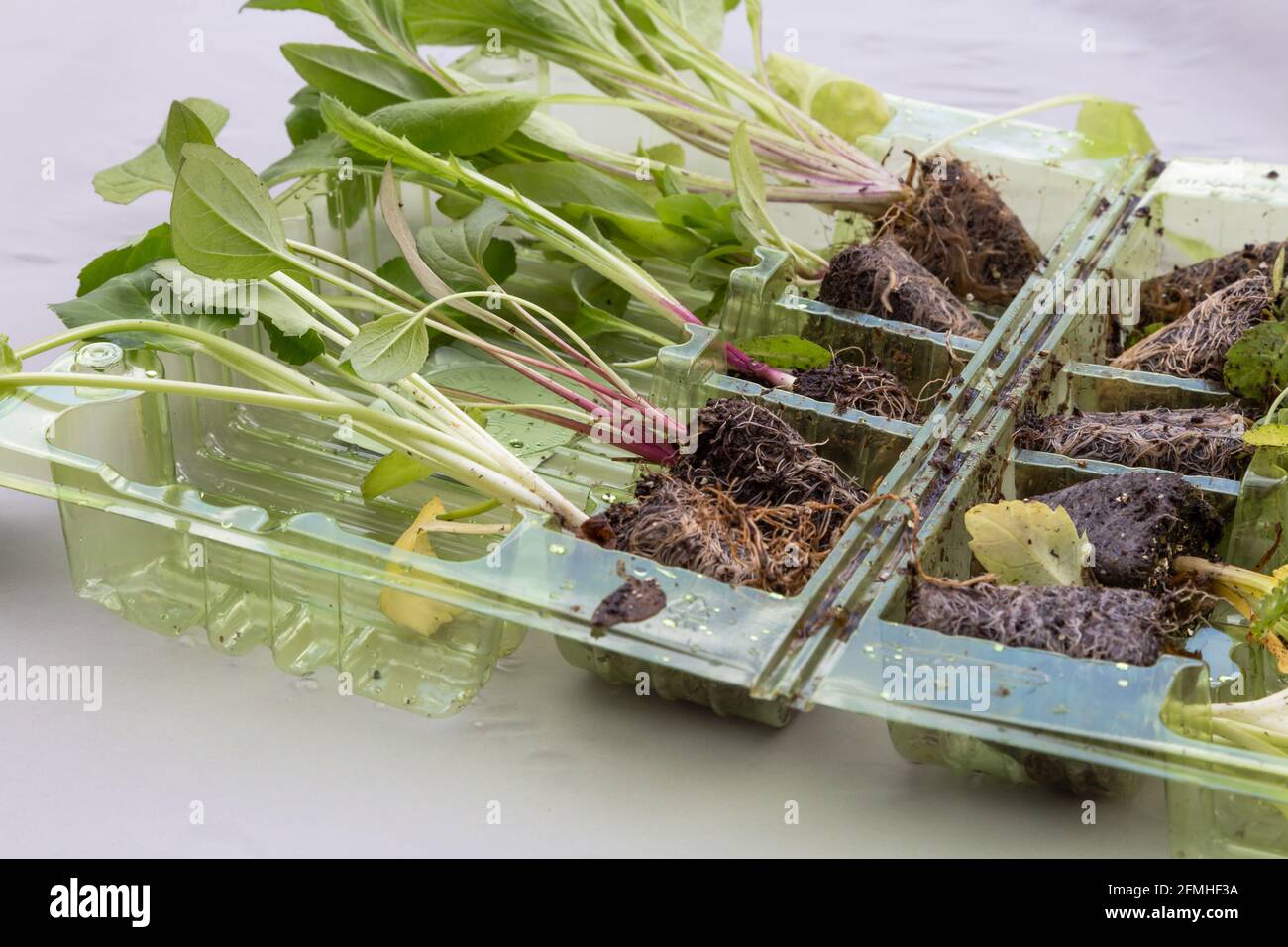 Mixed perennials plug plants hi-res stock photography and images - Alamy