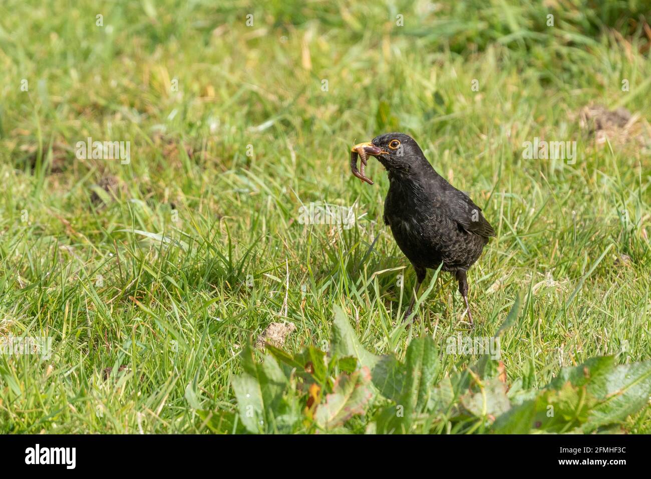 A female blackbird (UK) eating an earthworm that she has just dug up ...