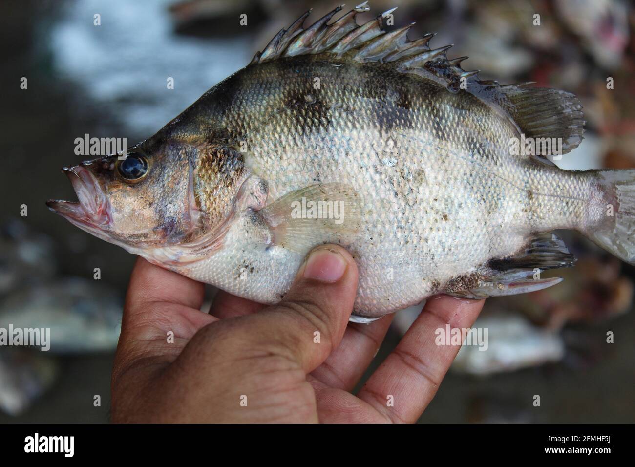 A shot of freshly caught fish Stock Photo - Alamy