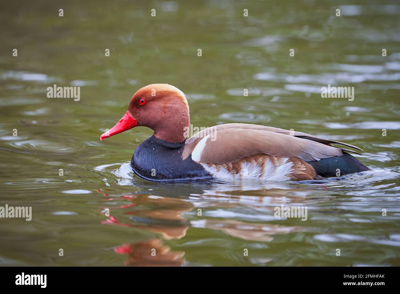 Black duck with red eyes hi-res stock photography and images - Alamy