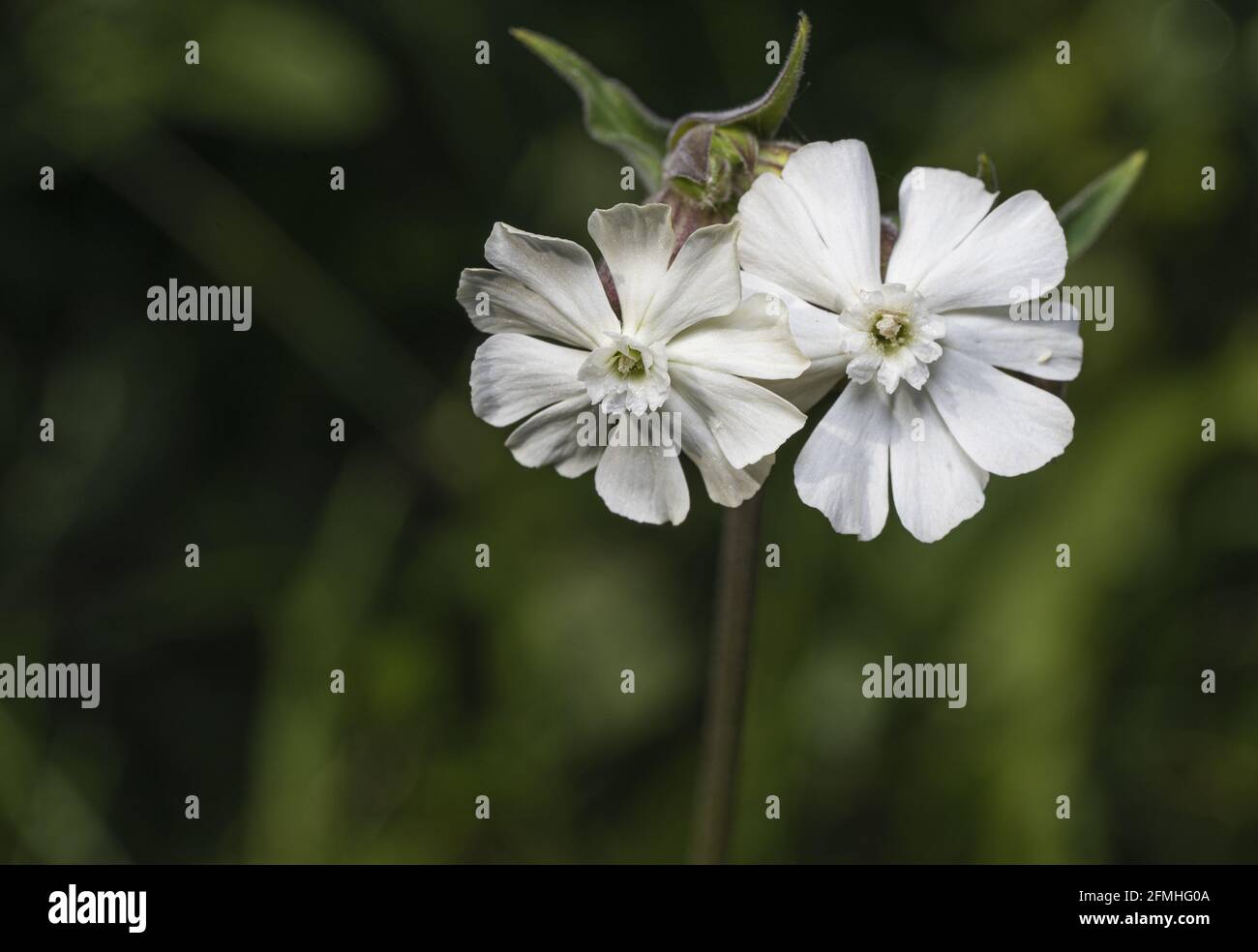 A closeup shot of white cockle flowers against a green blurry ...