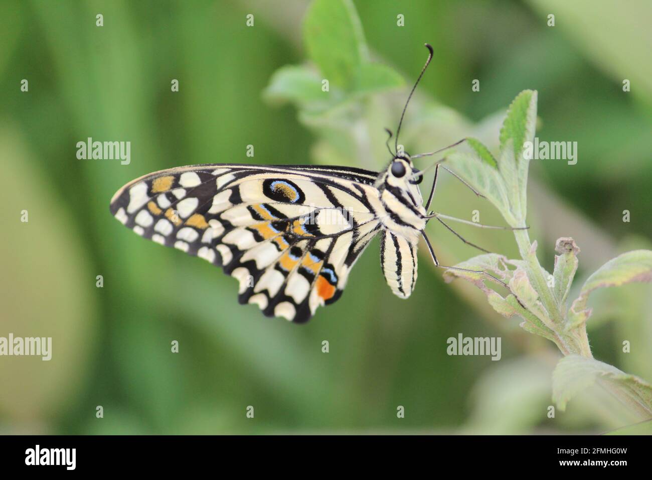 A closeup of beautiful lime butterfly (Papilio demoleus Stock Photo - Alamy