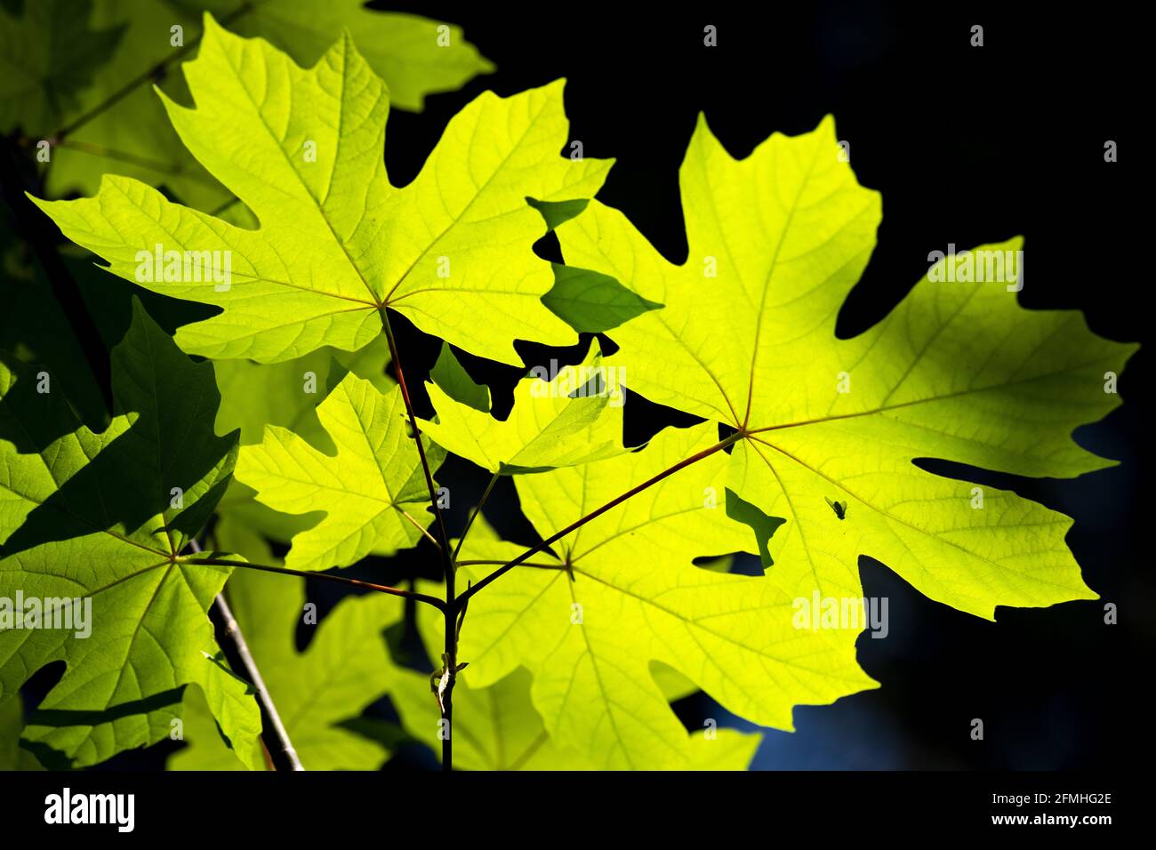 A closeup shot of a bright green Maple leaf at Horth Hill Regional Park ...