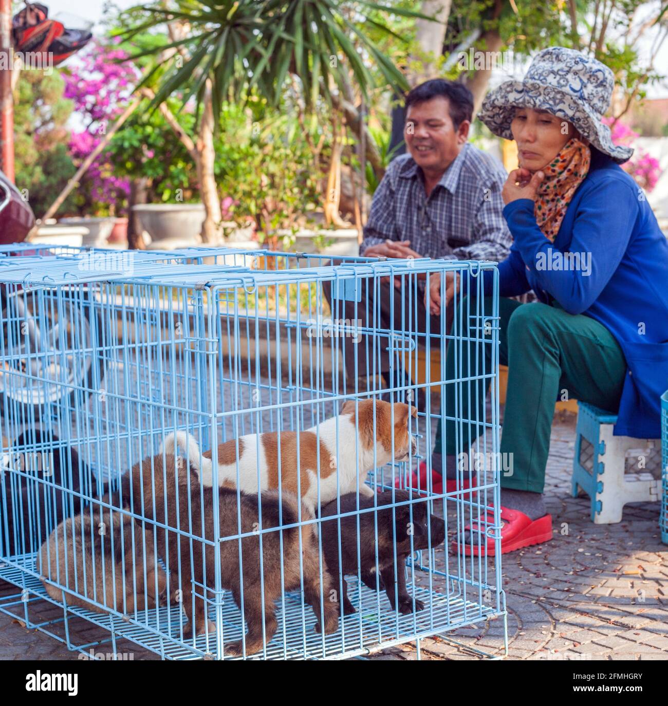 Vietnamese dog hi-res stock photography and images - Alamy
