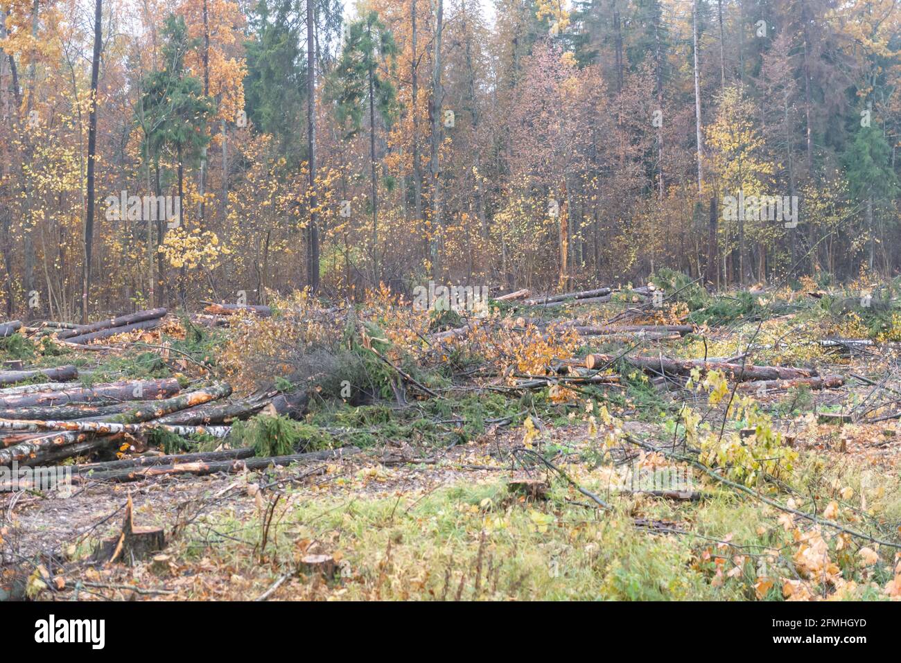 Deforestation forest edge hi-res stock photography and images - Alamy
