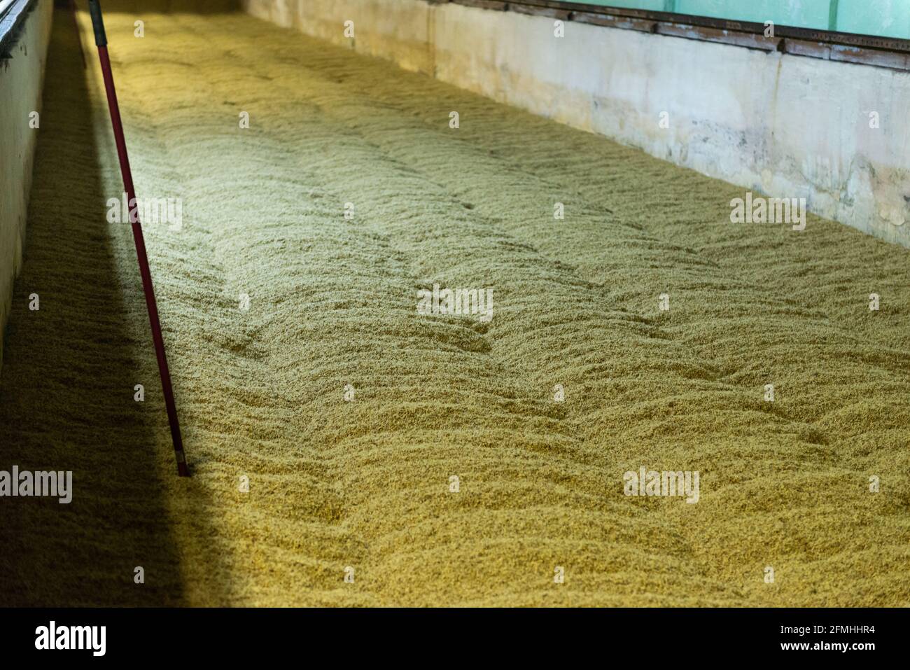 Malt germination cellar. Huge rooms underground with a humid ...