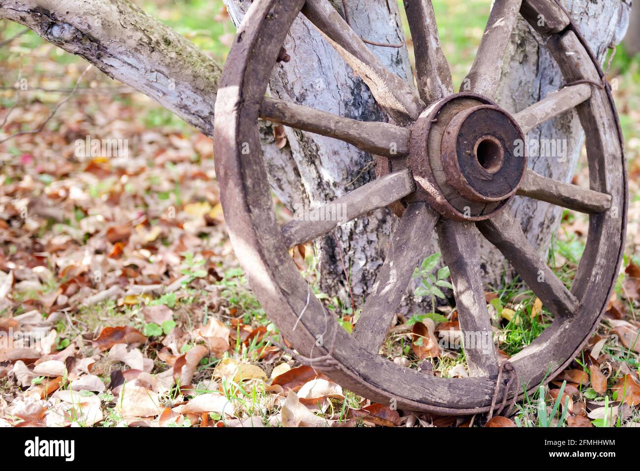 A wheel from an old cart. A wooden wheel with an iron rim is leaning ...