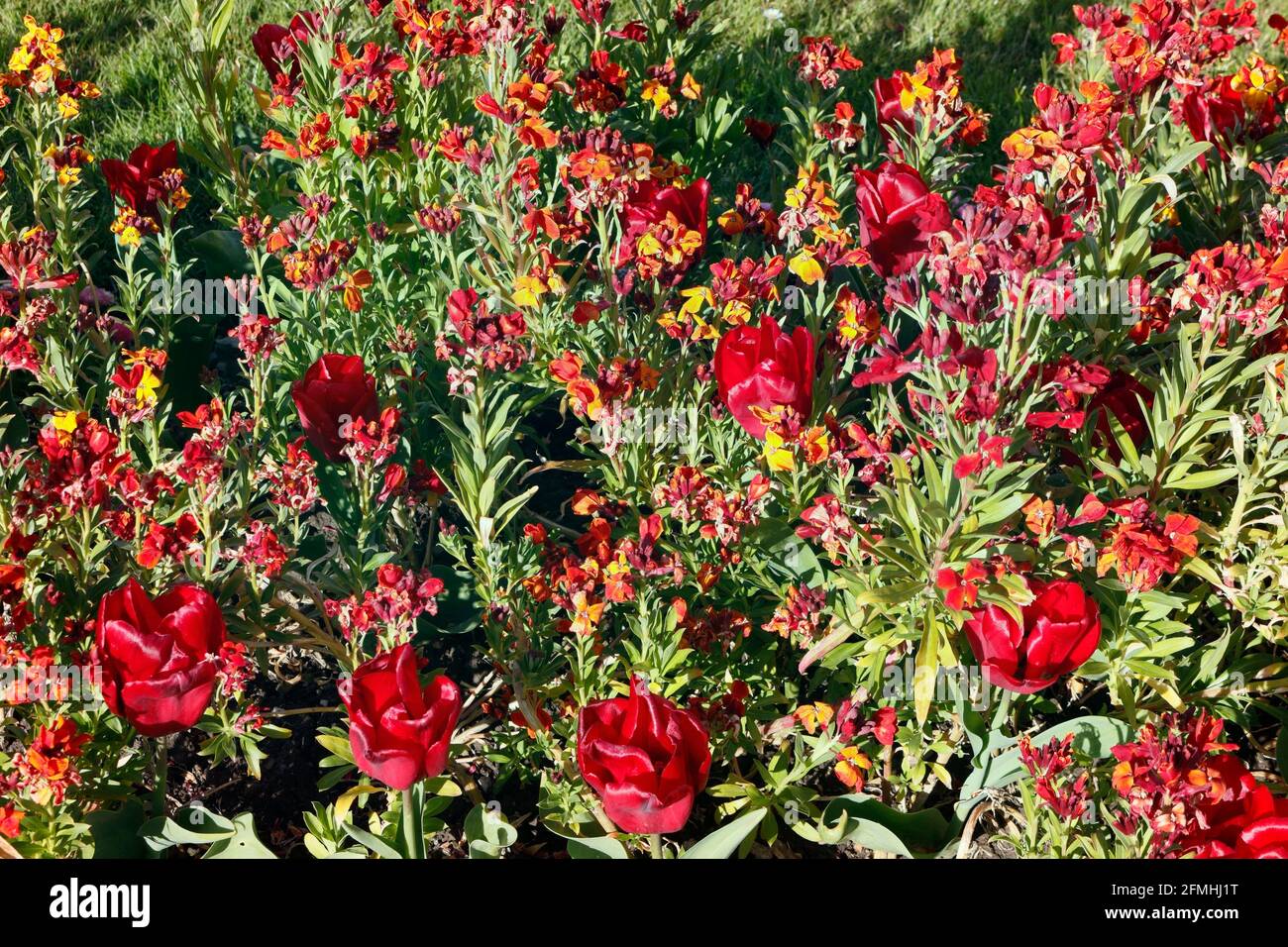 Spring flower display, red flowers in bloom. English cottage garden ...