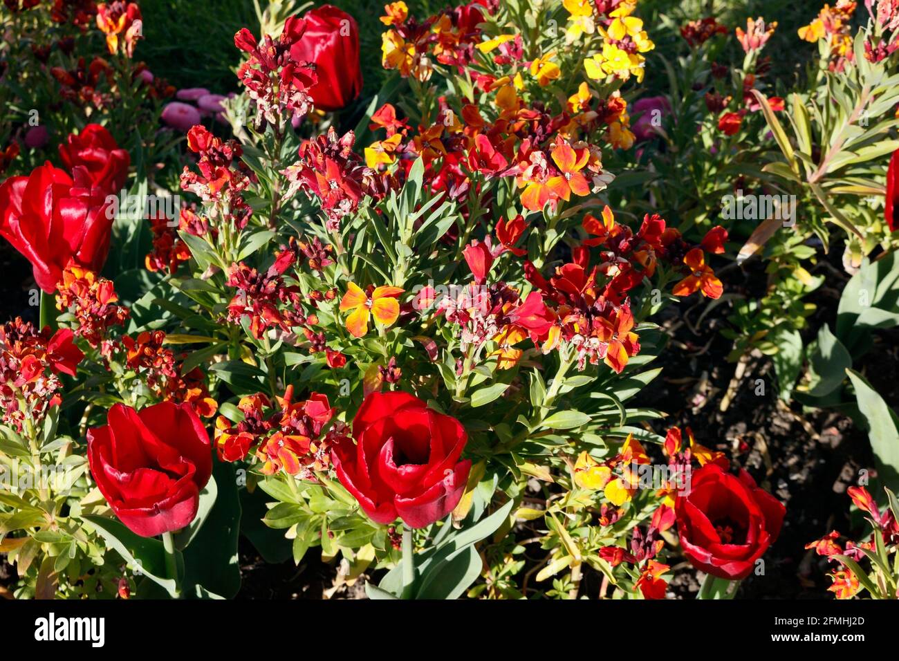 Spring flower display, red flowers in bloom. English cottage garden ...